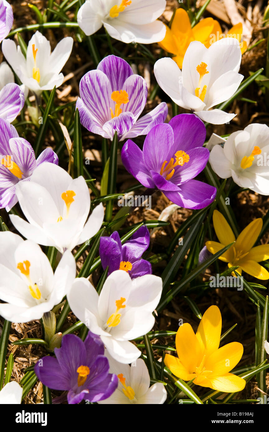 white Crocus Giant mixed assorted colours crocus vernus, Montreal ...