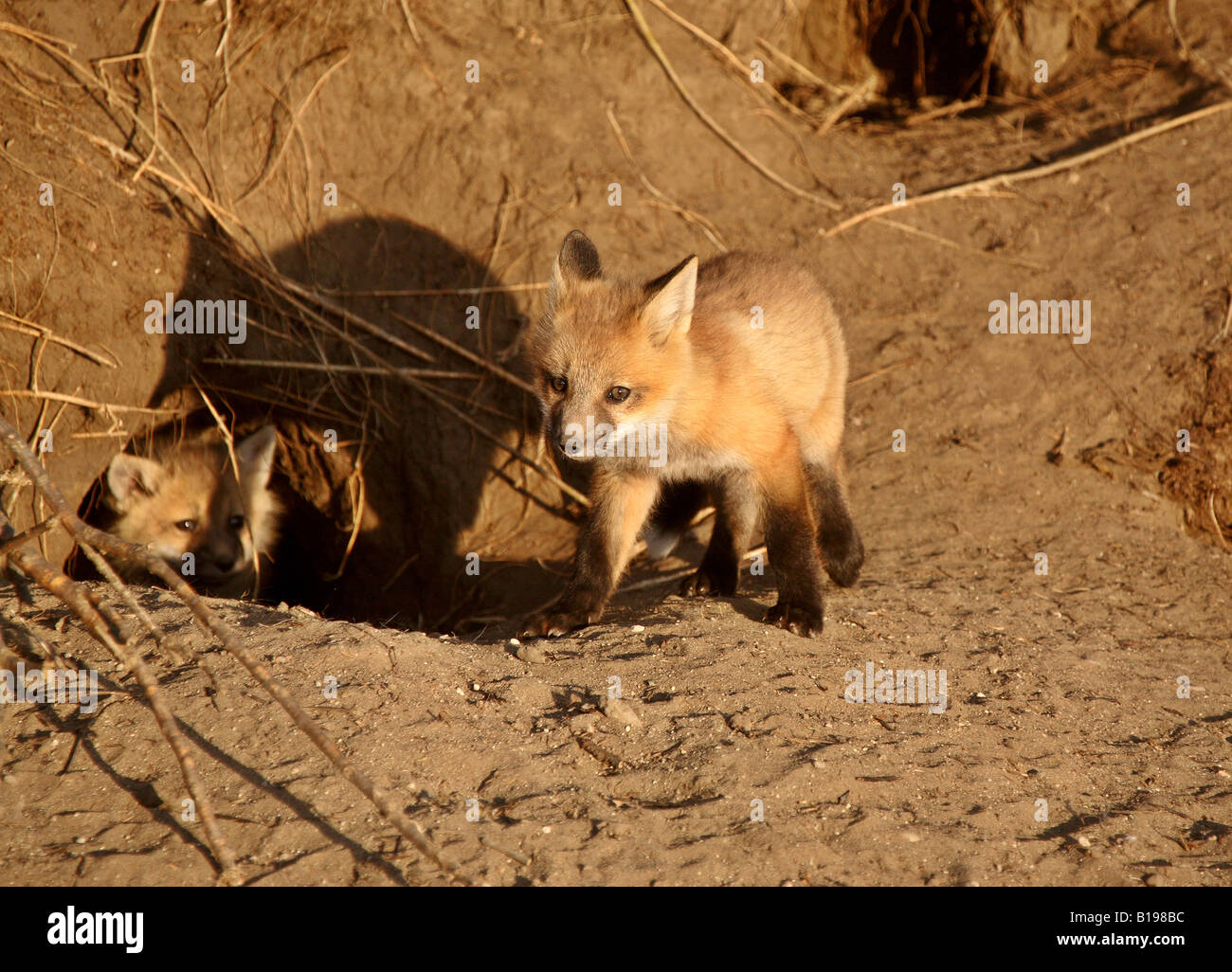 Red fox pups hi-res stock photography and images - Alamy