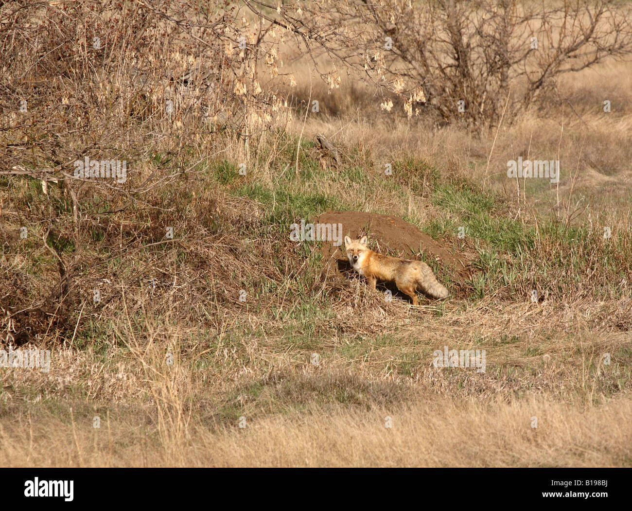 Red fox by den hi-res stock photography and images - Alamy
