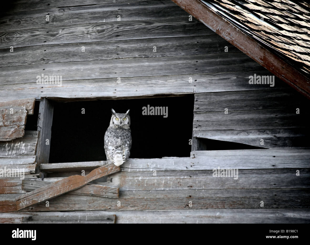 Great Horned Owl in old barn window Stock Photo - Alamy