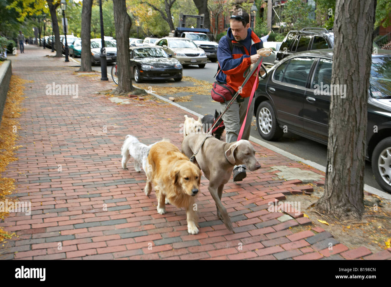 Luxury dog walker hi-res stock photography and images - Alamy