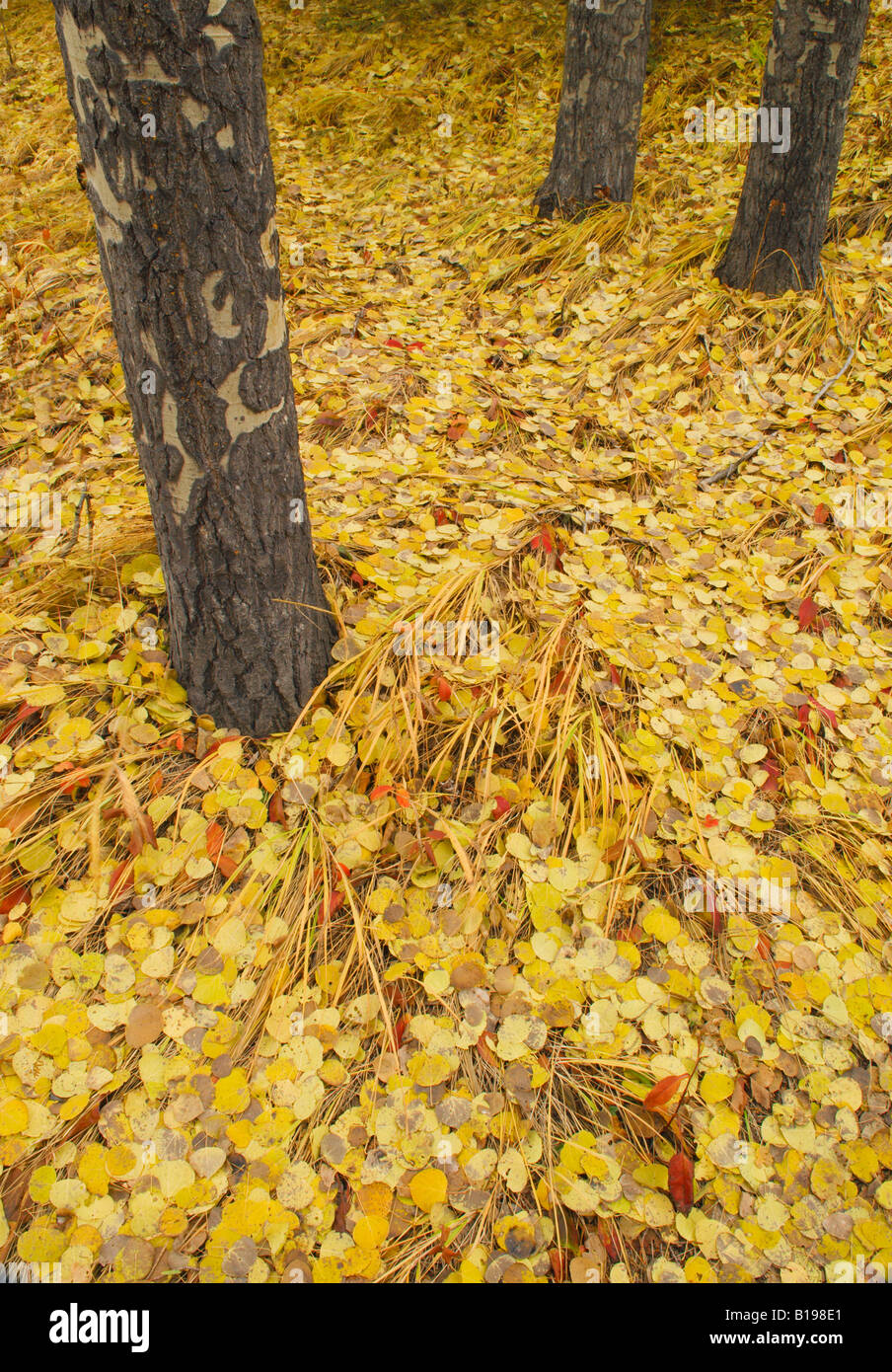 Trembling aspen forest (Populus tremuloides), Muleshoe Trail, Banff ...