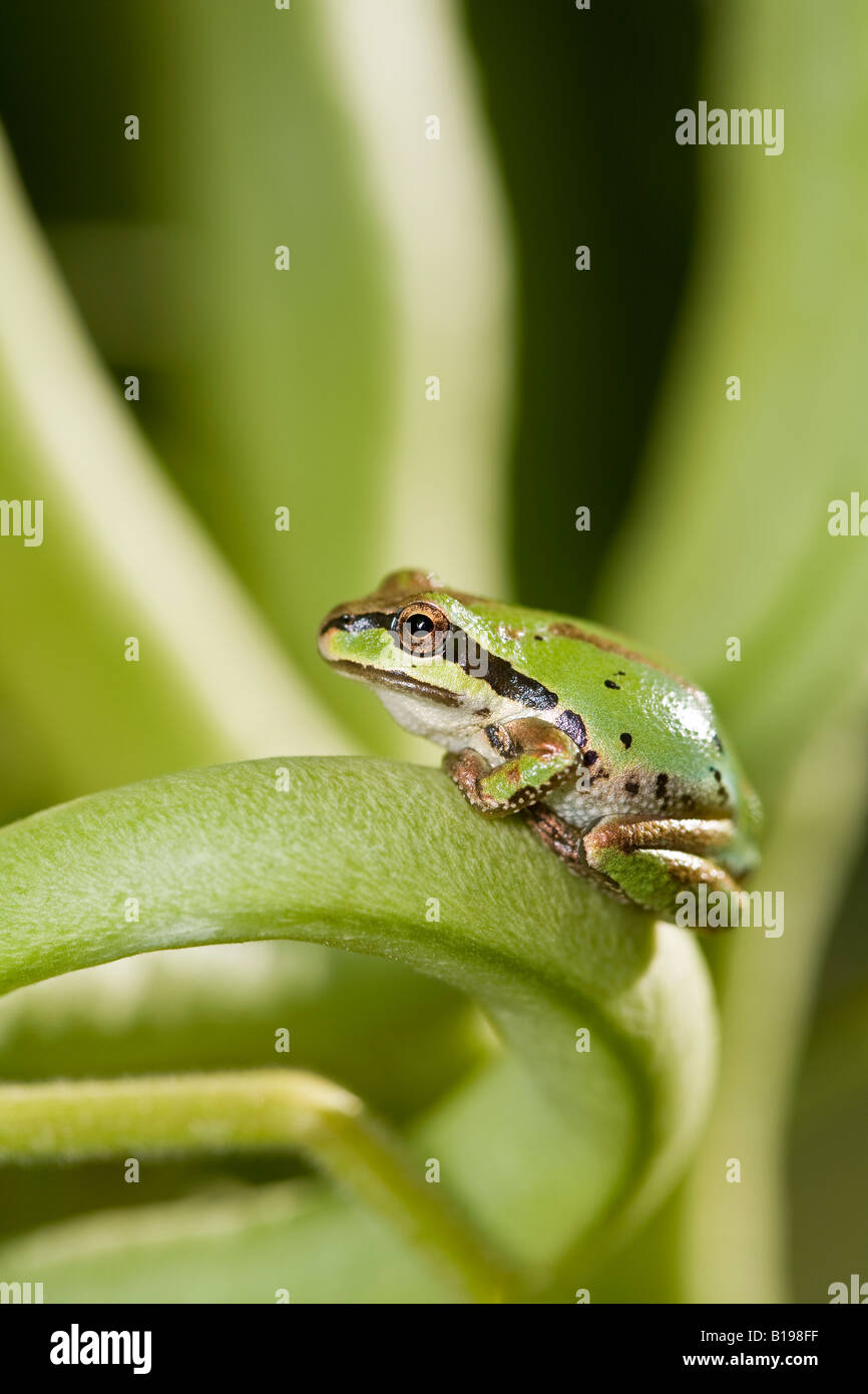 The Pacific Tree frog Hyla Regilla is quite common in B.C. They are ...