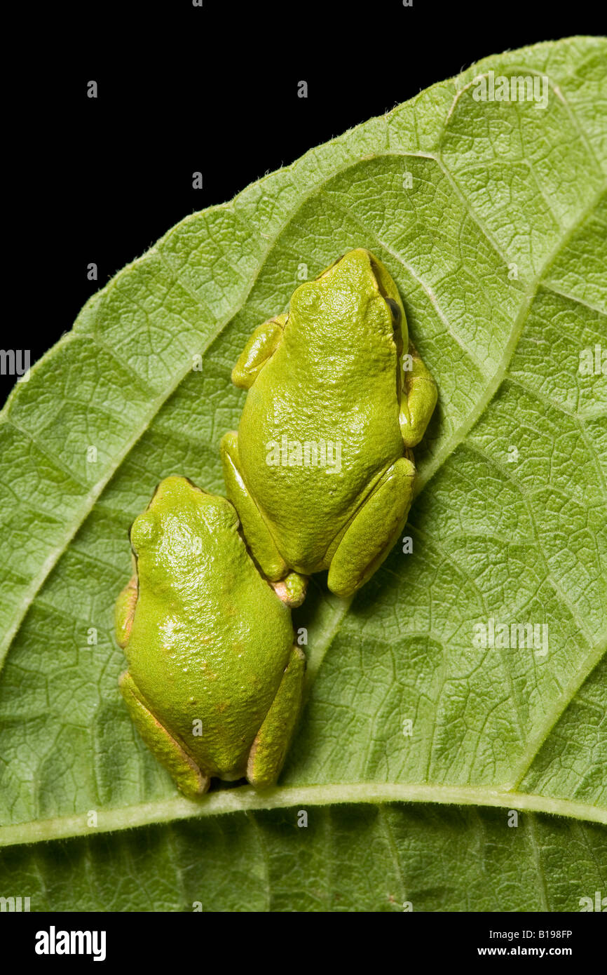 The Pacific Treefrog Hyla Regilla is quite common in B.C. They are ...