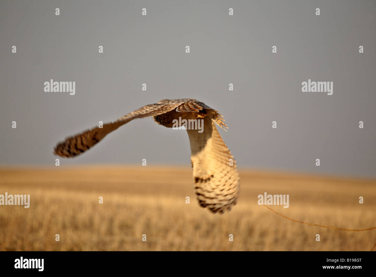 Great Horned Owl in flight Stock Photo - Alamy