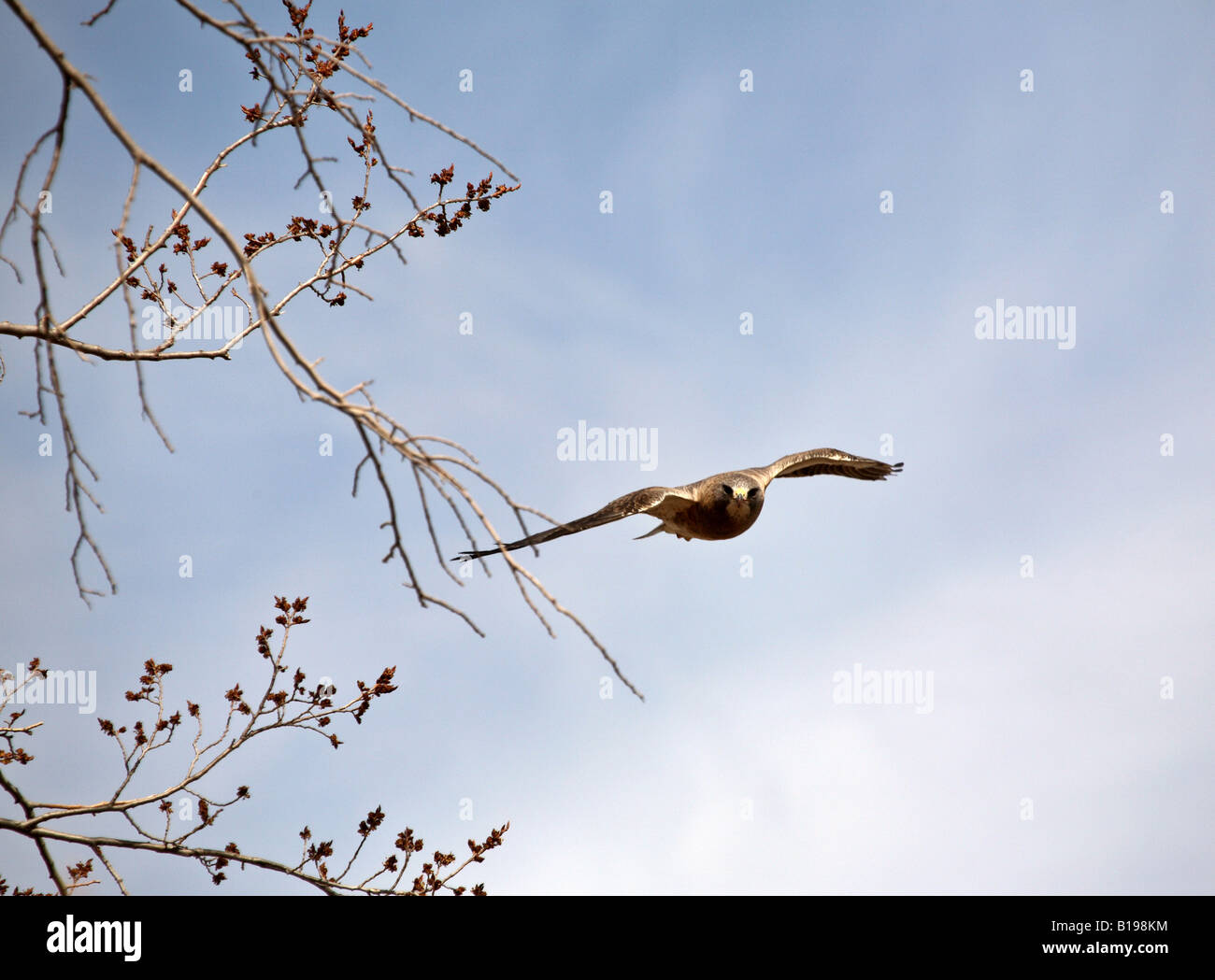 Swaon s Hawk flying low at the photographer Stock Photo - Alamy