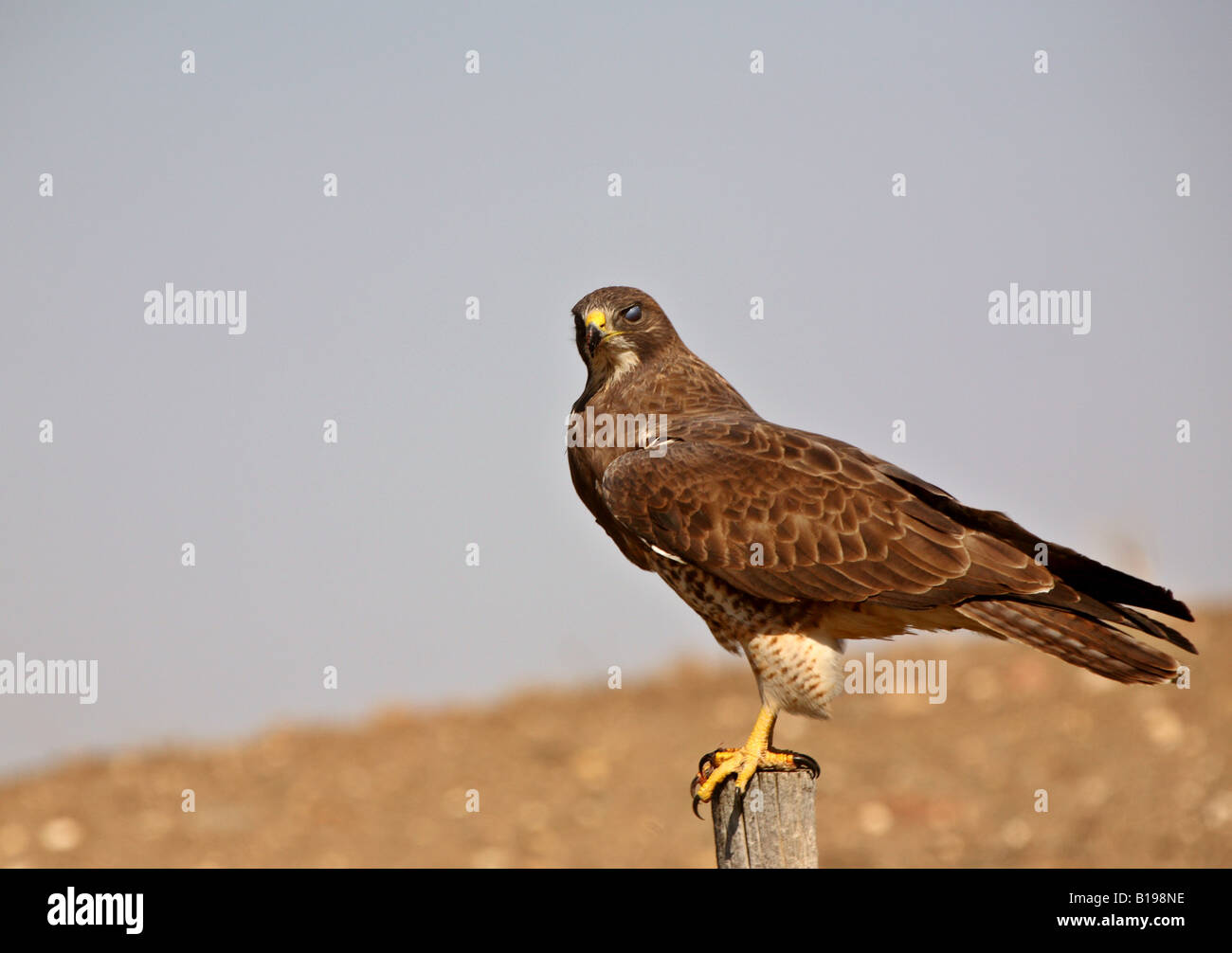 Fence post s hi-res stock photography and images - Alamy