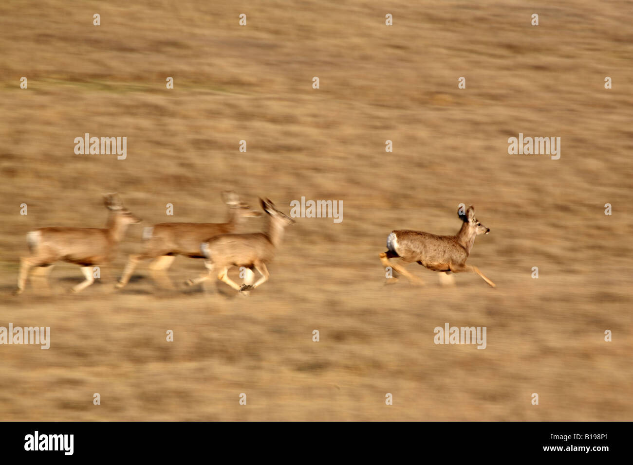Deer bounding hi-res stock photography and images - Alamy