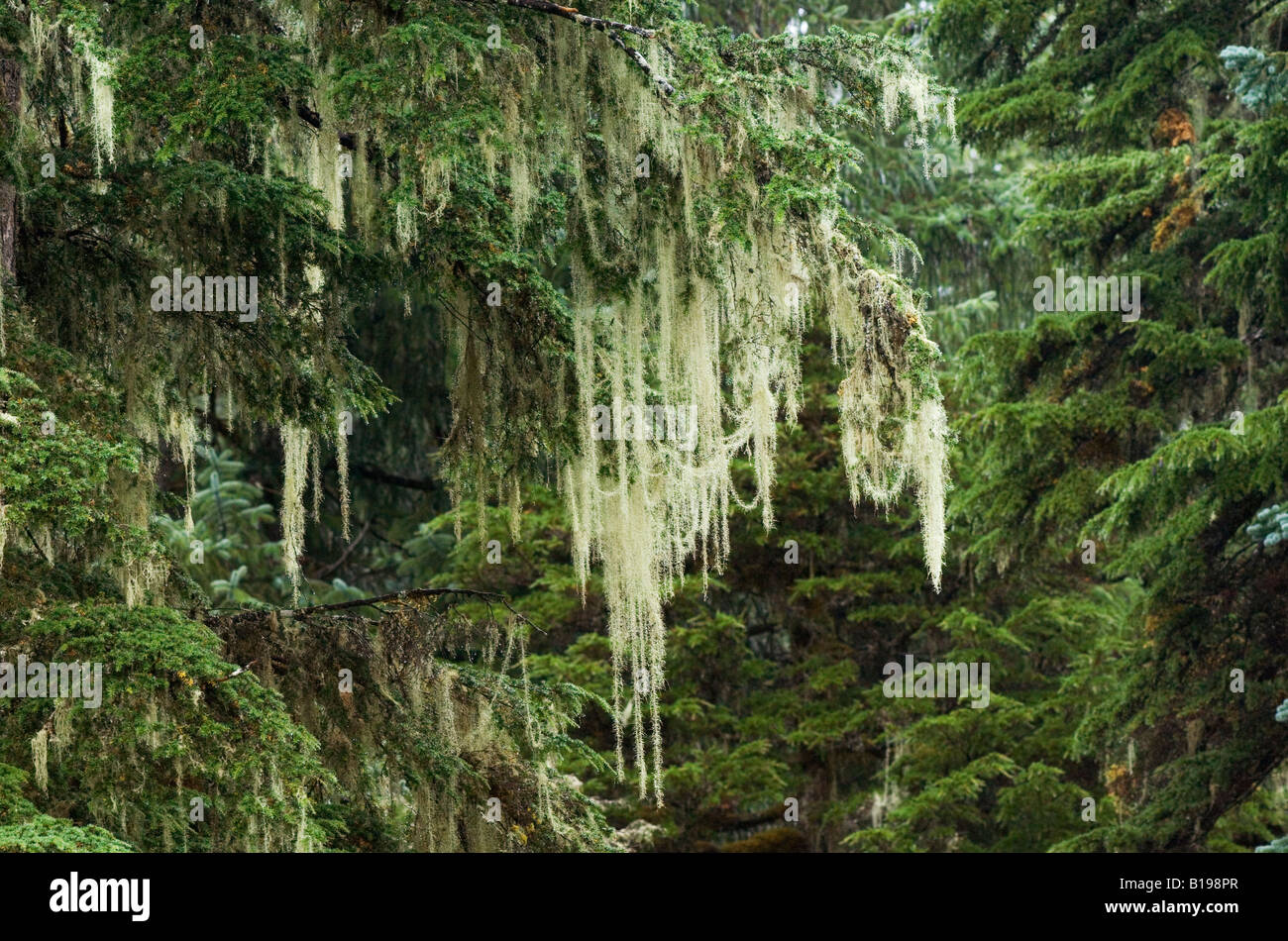Methuselah's Beard (Usnea longissima) lichen. Disperses mostly through ...