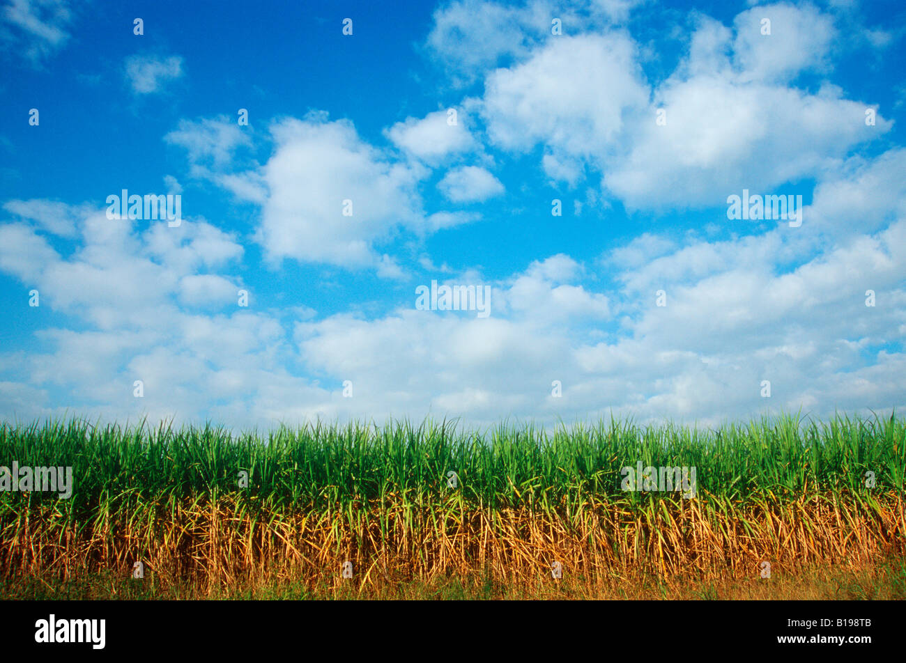 Sugar cane crop, Louisiana, USA Stock Photo - Alamy Sugar cane crop, Louisiana, USA Stock Photo - Alamy