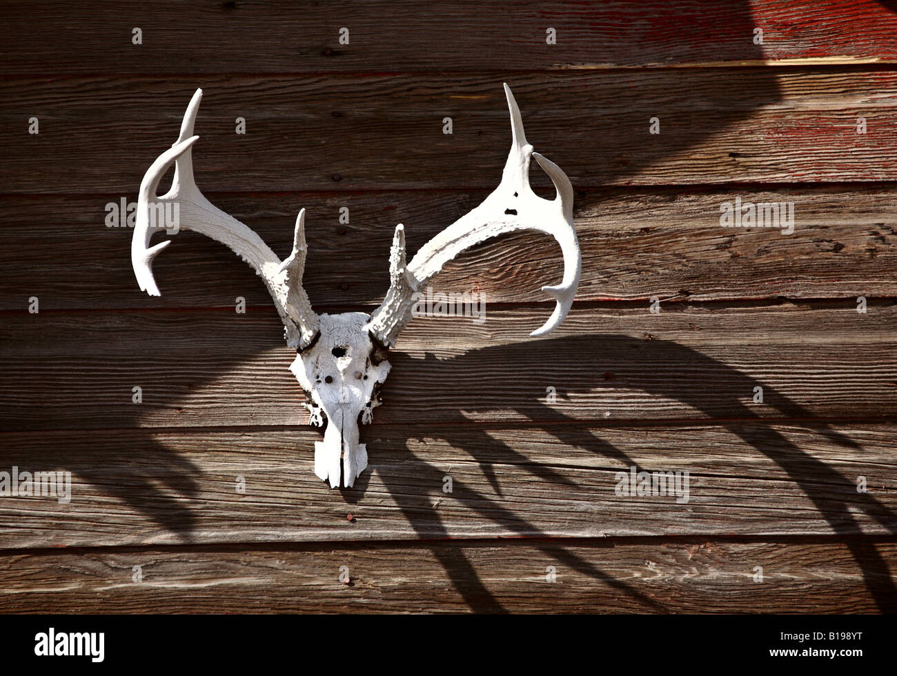 Deer antlers on side of old farm building Stock Photo - Alamy