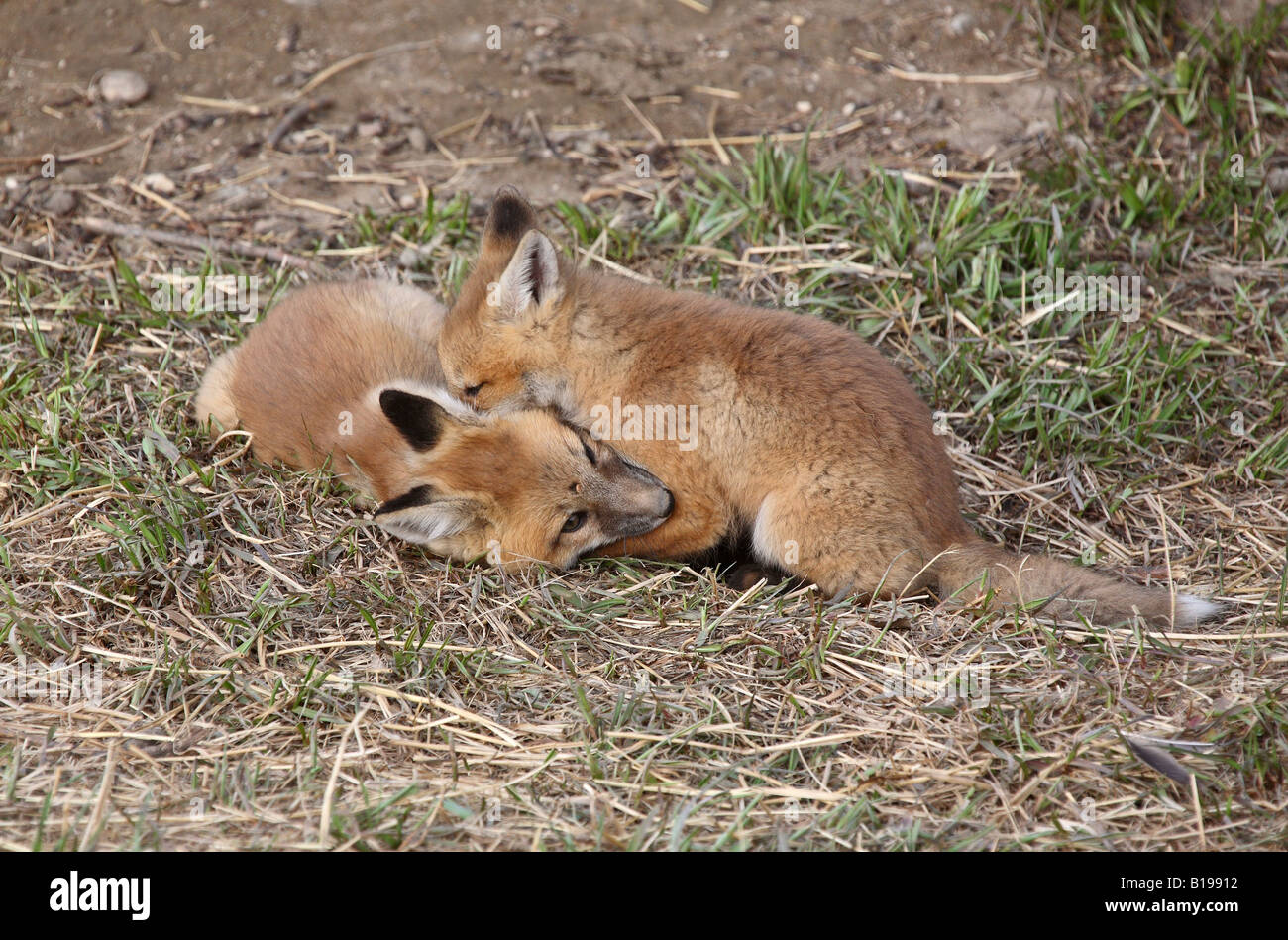 Two Red Fox pups playing outside their den Stock Photo - Alamy