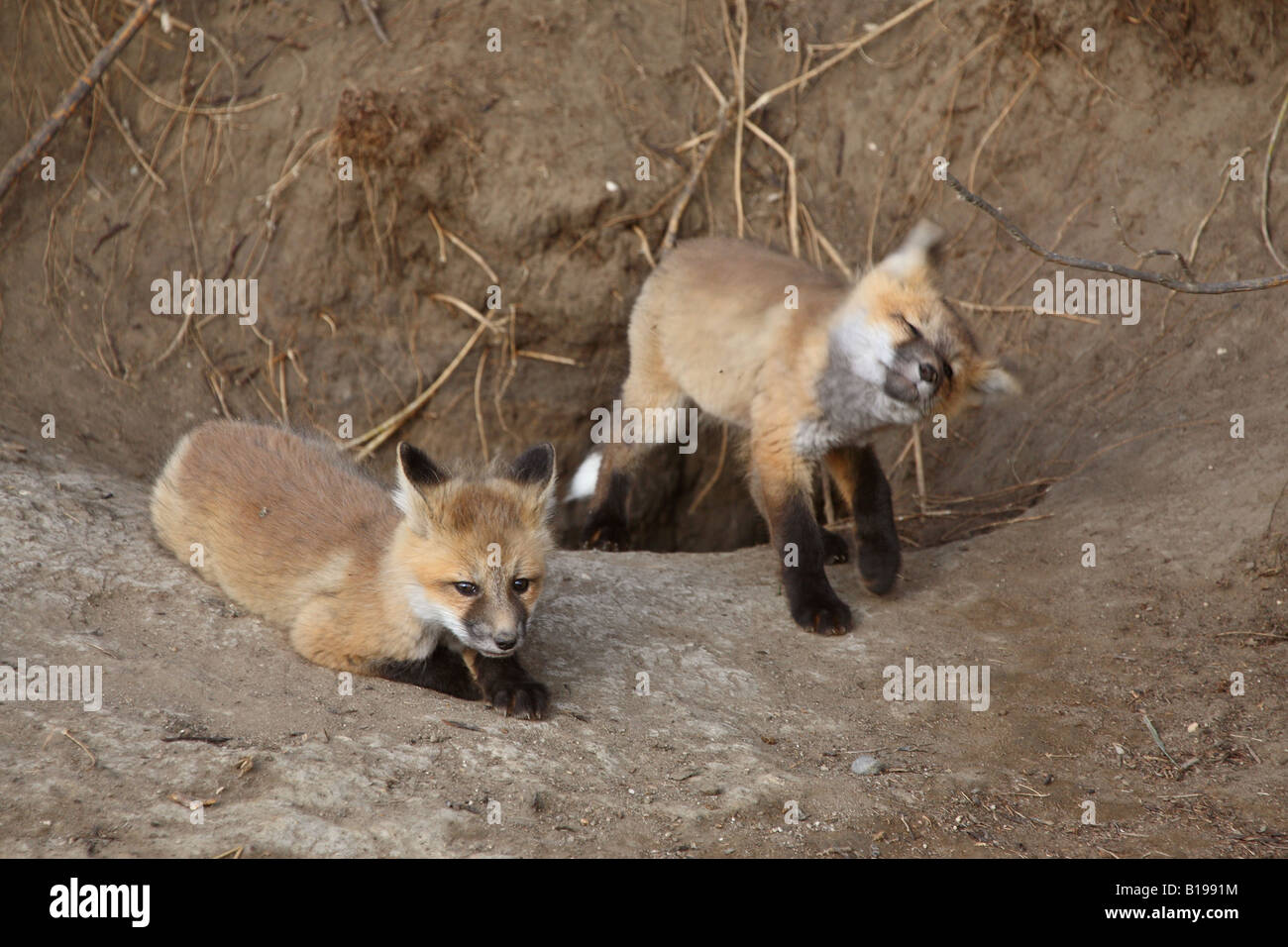 Two Red Fox pups outside their den Stock Photo - Alamy