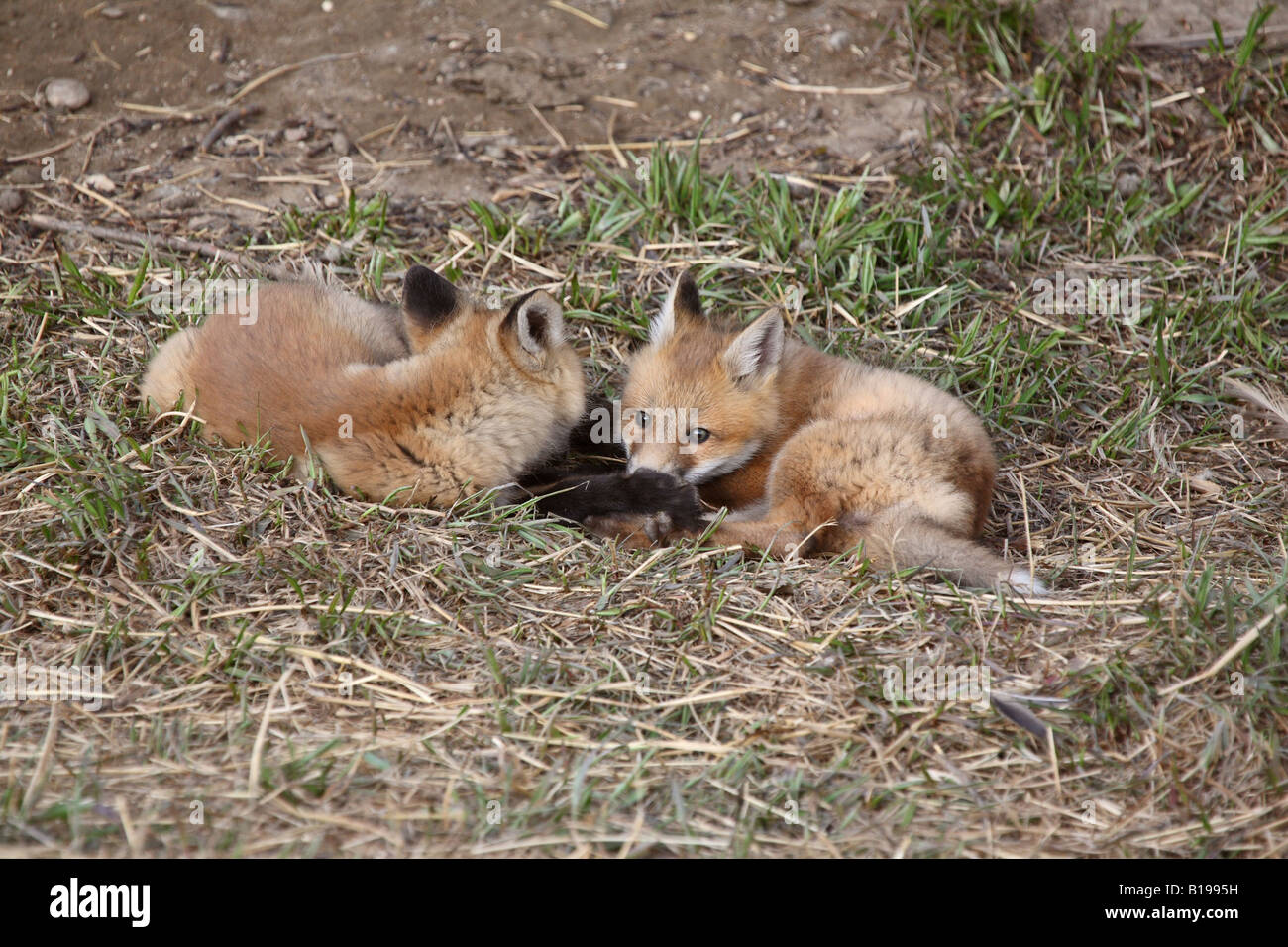 Two Red Fox pups outside their den Stock Photo - Alamy