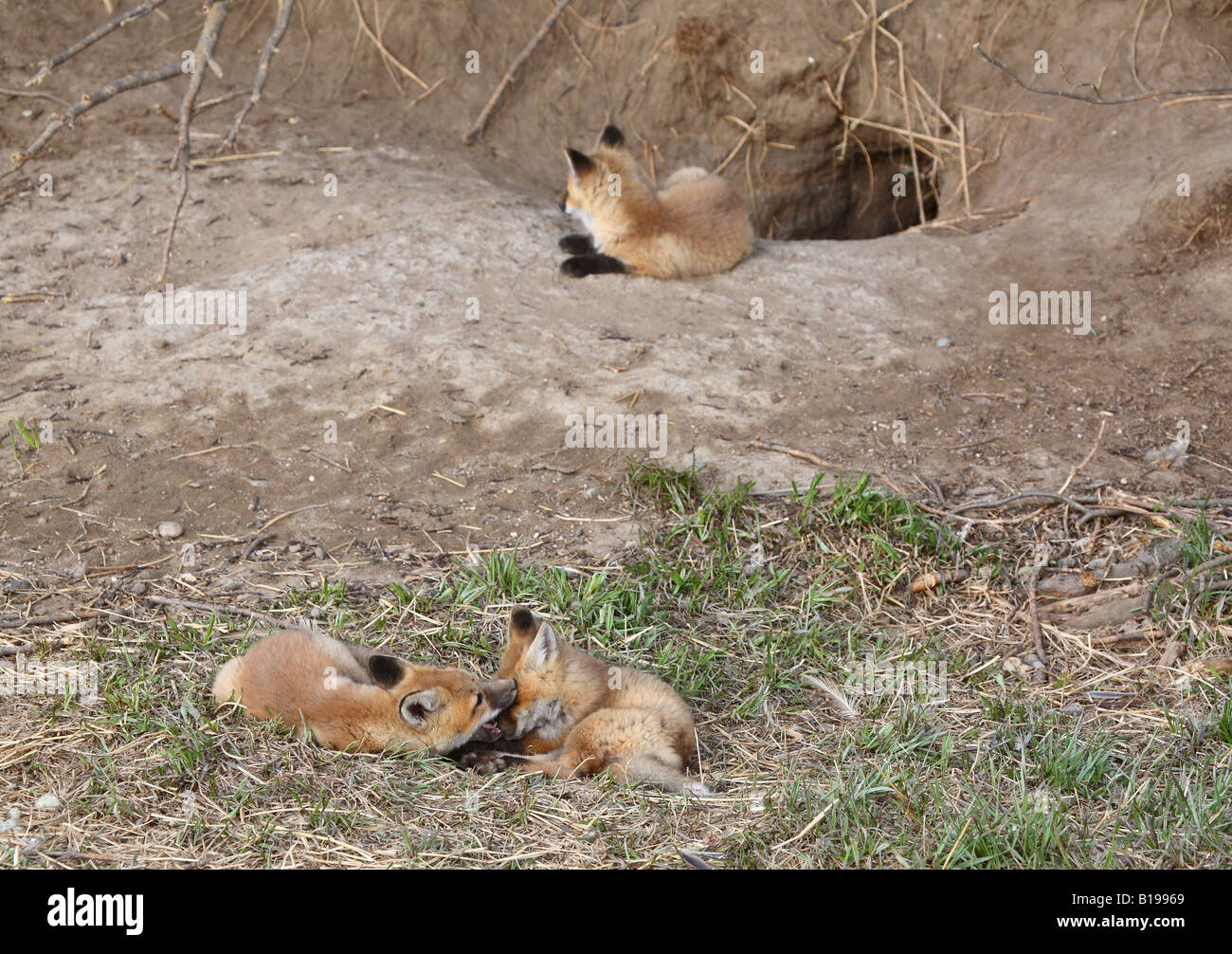 Three fox kits hi-res stock photography and images - Alamy