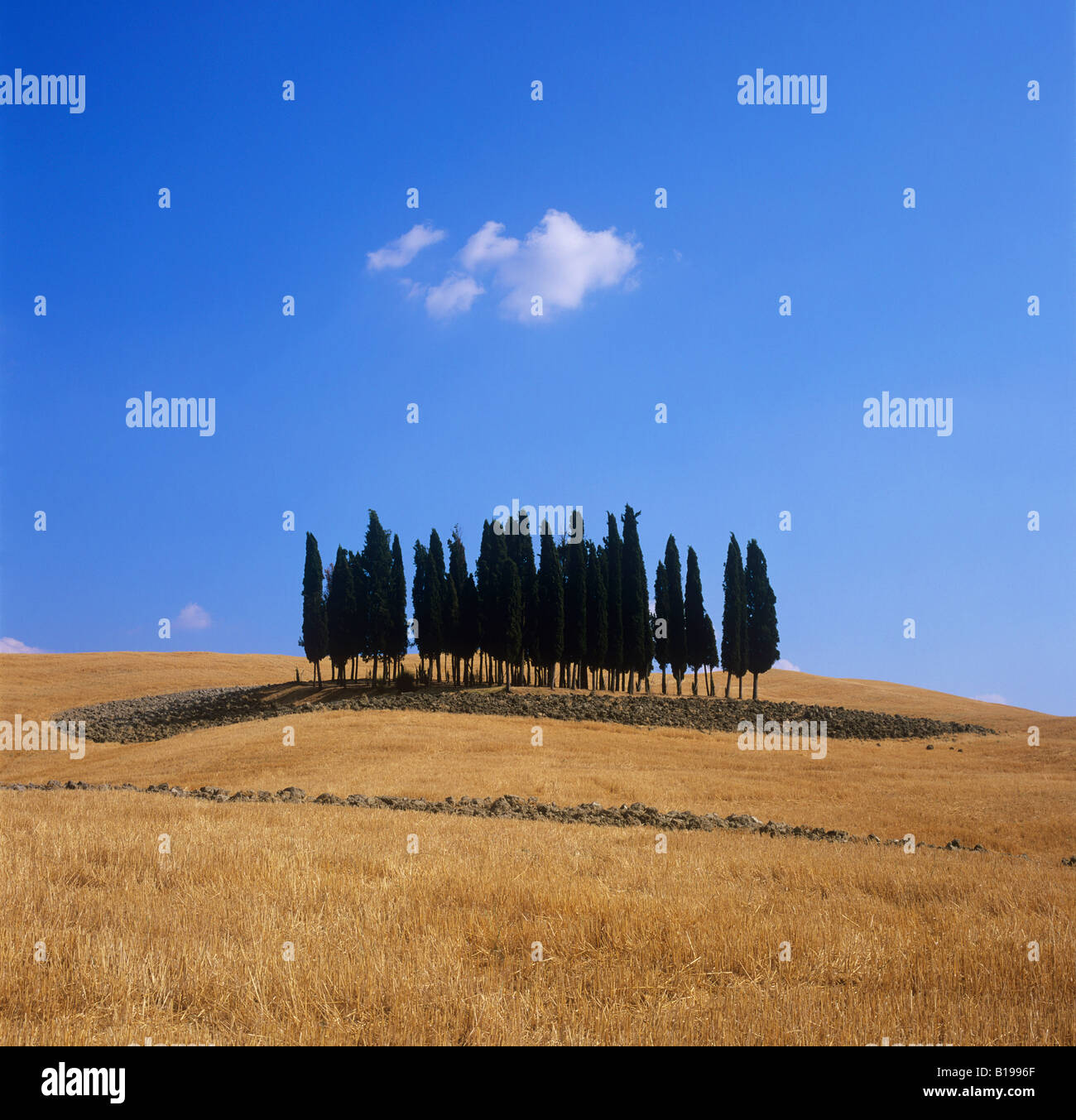 Cypress Grove on hillside, Tuscany, Italy Stock Photo - Alamy