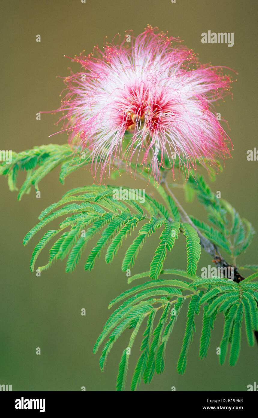 Acacia In Bloom Stock Photos & Acacia In Bloom Stock Images - Alamy