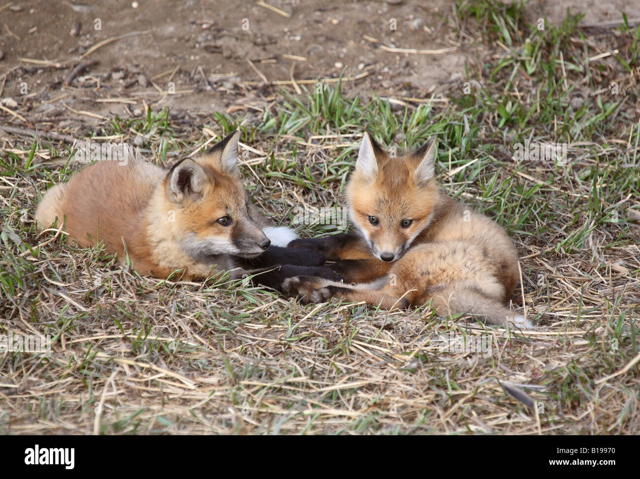 Two Red Fox pups outside their den Stock Photo - Alamy