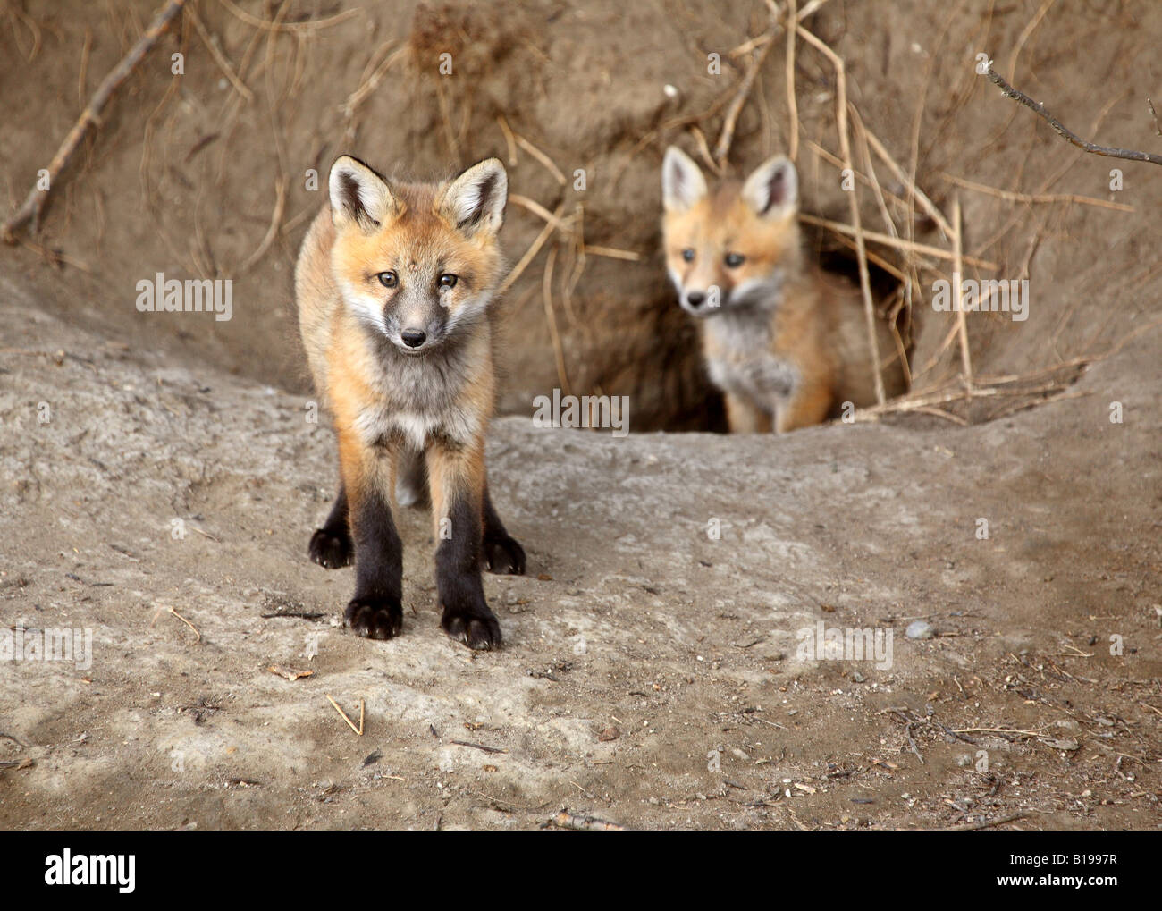 Red fox den hi-res stock photography and images - Alamy