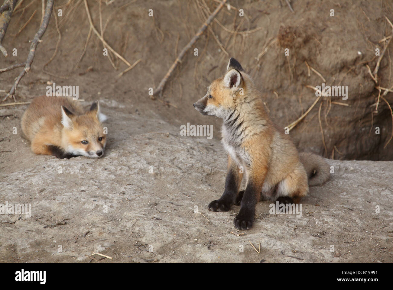 Two Red Fox pups outside their den Stock Photo - Alamy