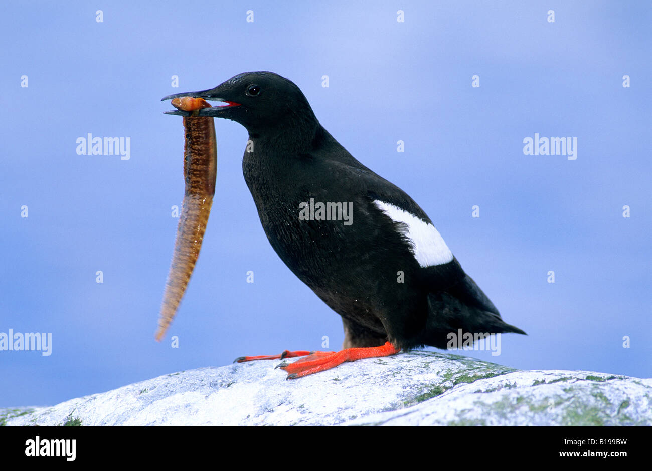 Adult black guillemot (Cepphus grylle) bringing a sandeel back to its ...