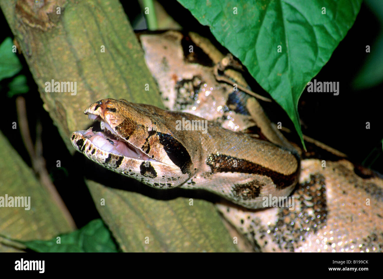 Adult boa constrictor (Boa constrictor) gaping in threat display ...