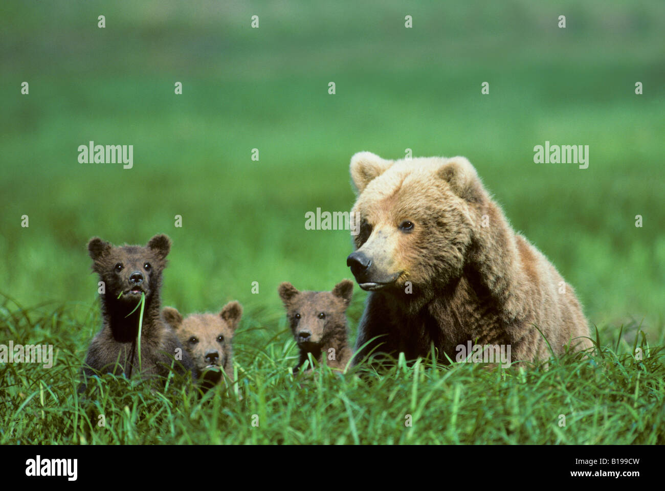 Mother bear and yearlings hi-res stock photography and images - Alamy