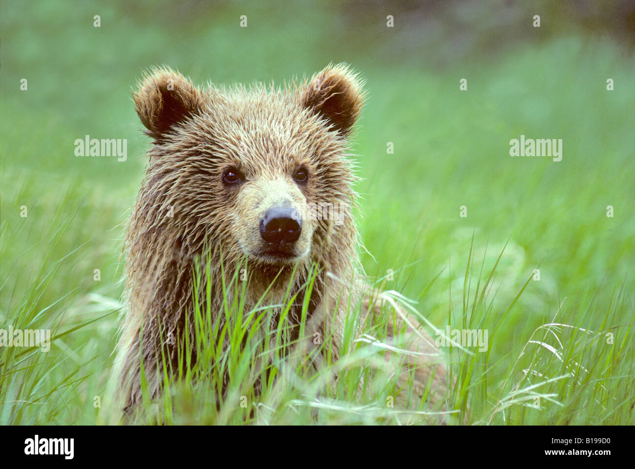 Yearling brown bear cub (Ursus arctos), coastal Alaska Stock Photo - Alamy