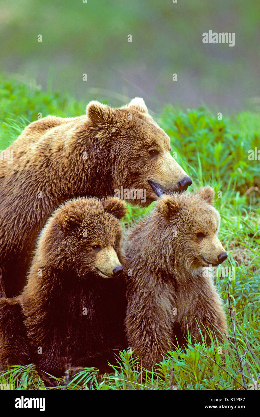 Bear mother and yearlings hi-res stock photography and images - Alamy