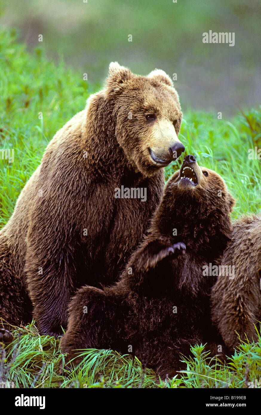 Yearling brown bear cub hi-res stock photography and images - Alamy