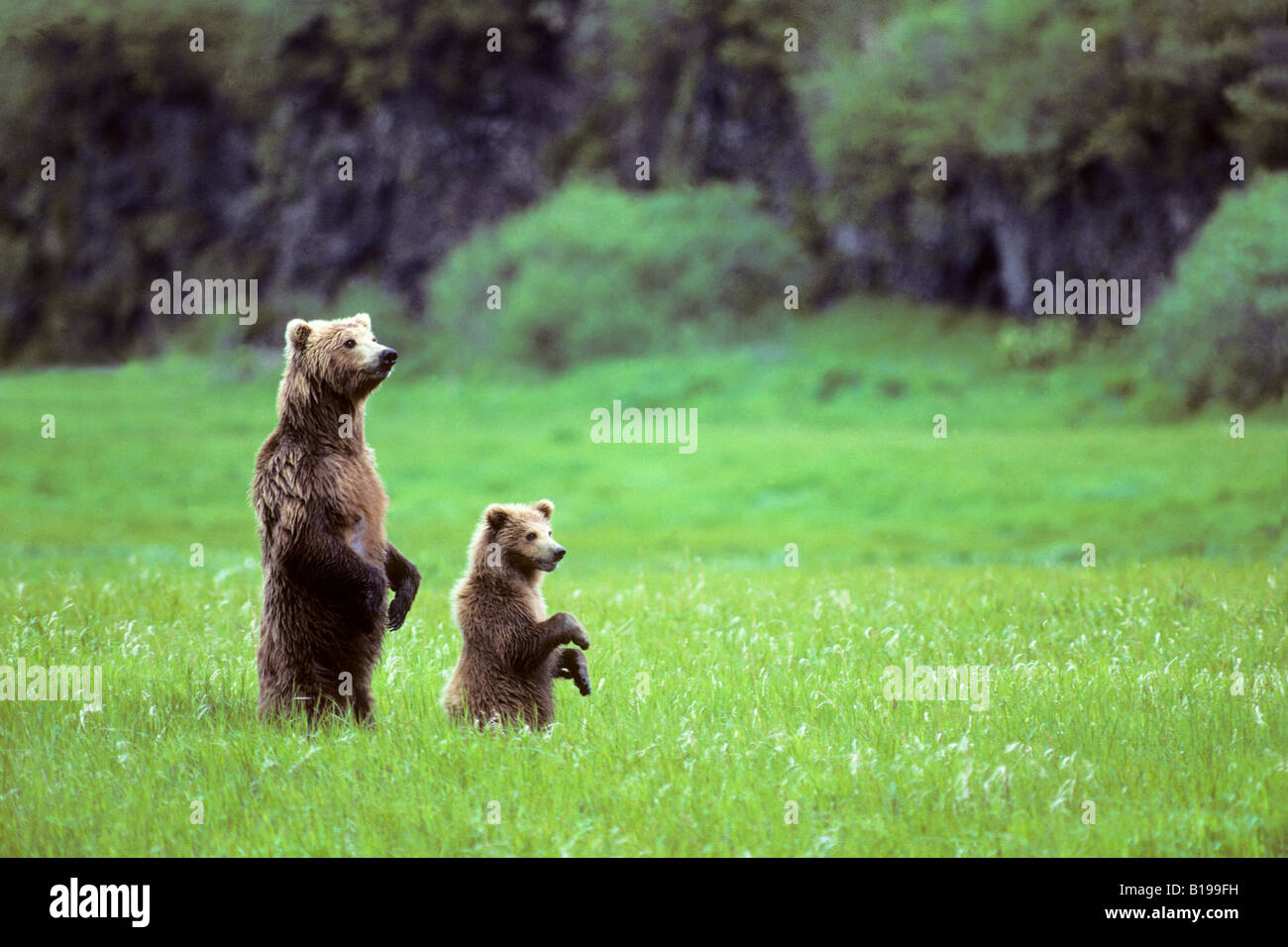Yearling brown bear cub hi-res stock photography and images - Alamy