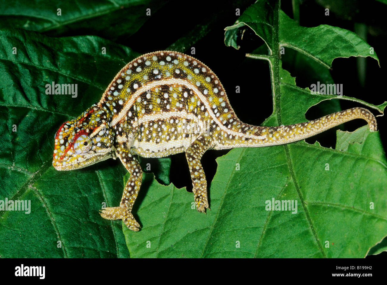 Campani chameleon (Furcifer campani), Madagascar Stock Photo - Alamy