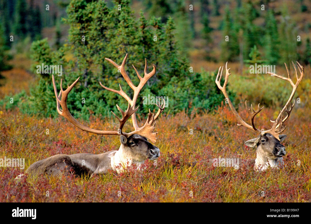 Caribou bulls (Rangifer tarandus) resting together during the autumn ...