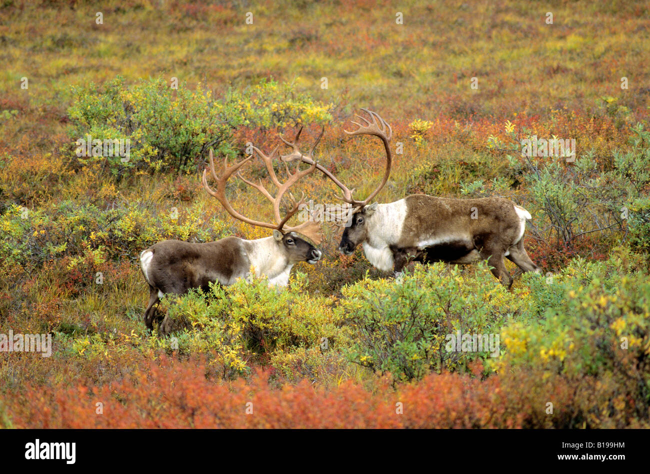 Rival adult caribou bulls (Rangifer tarandus) sparring during the ...