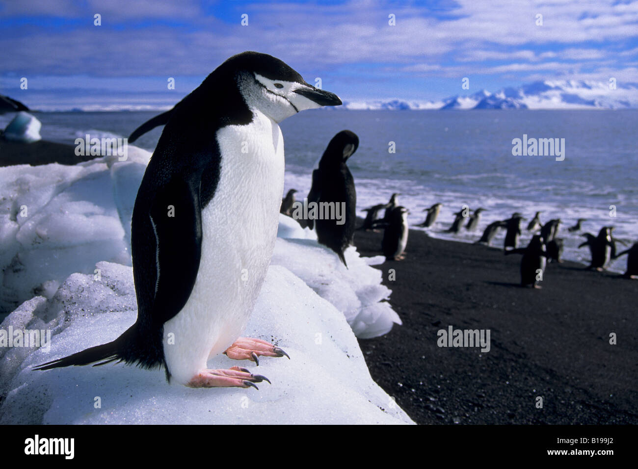 Chinstrap penguin (Pygoscelis antarctica) loafing on a piece of glacial ...