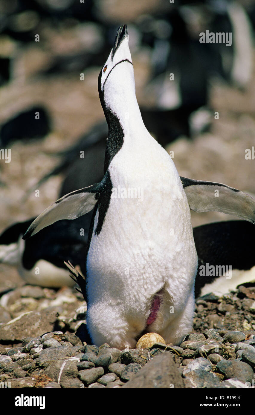 Incubating Adult chinstrap penguin (Pygoscelie antarctica) with a ...