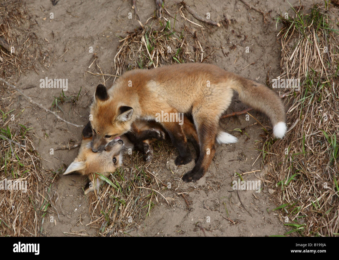 Two Red Fox pups playing outside their den Stock Photo - Alamy