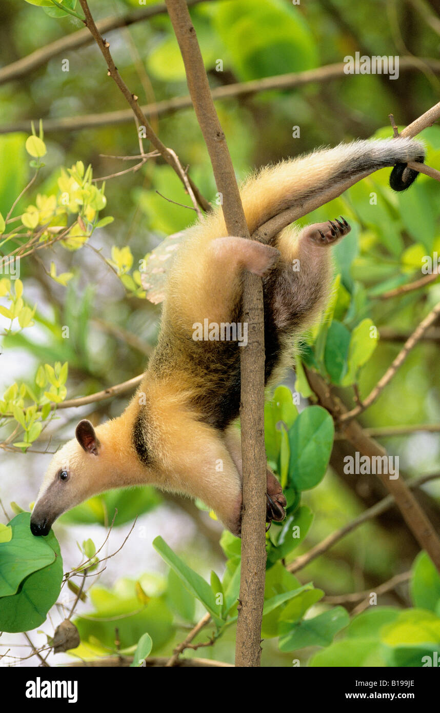 Adult collared anteater ((Tamandua tetradactyla) foraging during the ...