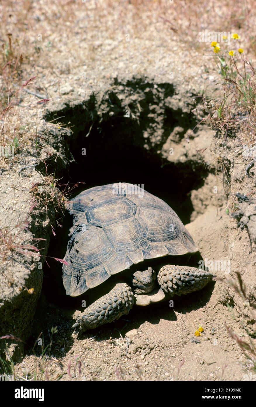 Adult desert tortoise (Gopherus agassizii) foraging in the Mojave ...