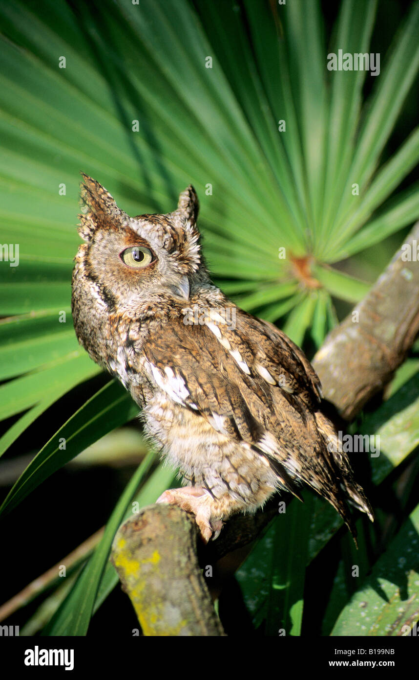 Eastern screech owl (Otus asio) 'Rufous color morph'. Florida Stock ...