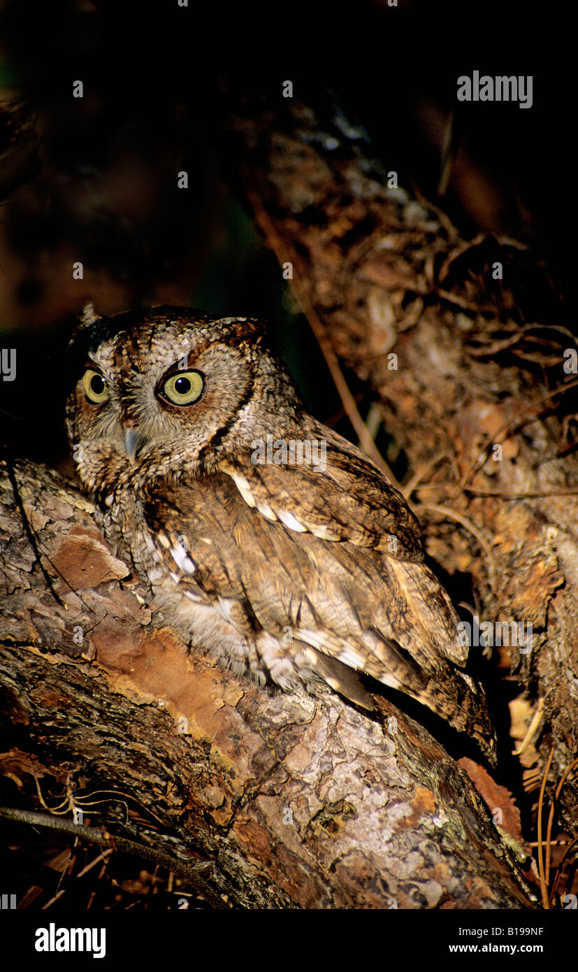 Roosting eastern screech owl (Otus asio) - rufous color phase. Florida ...