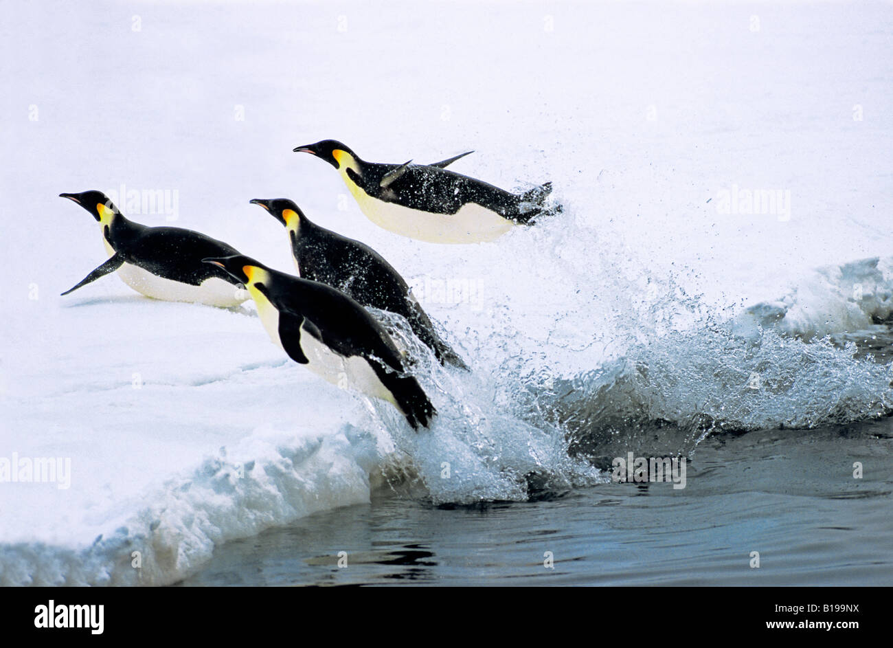 Emperor penguins (Aptenodytes forsteri) return to their nesting colony ...