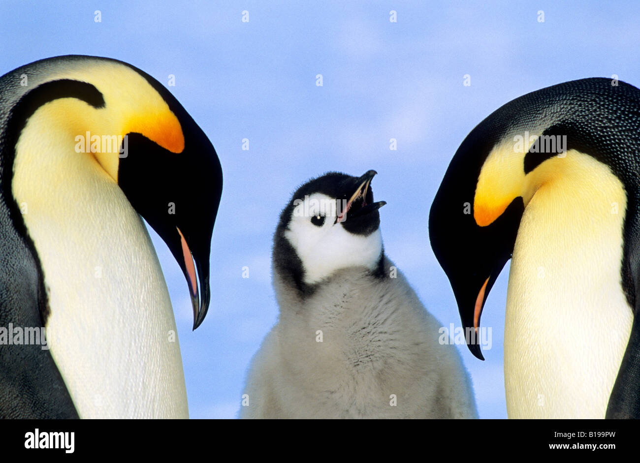 Adult emperor penguins (Aptenodytes forsteri) and chick, Atka Bay ...