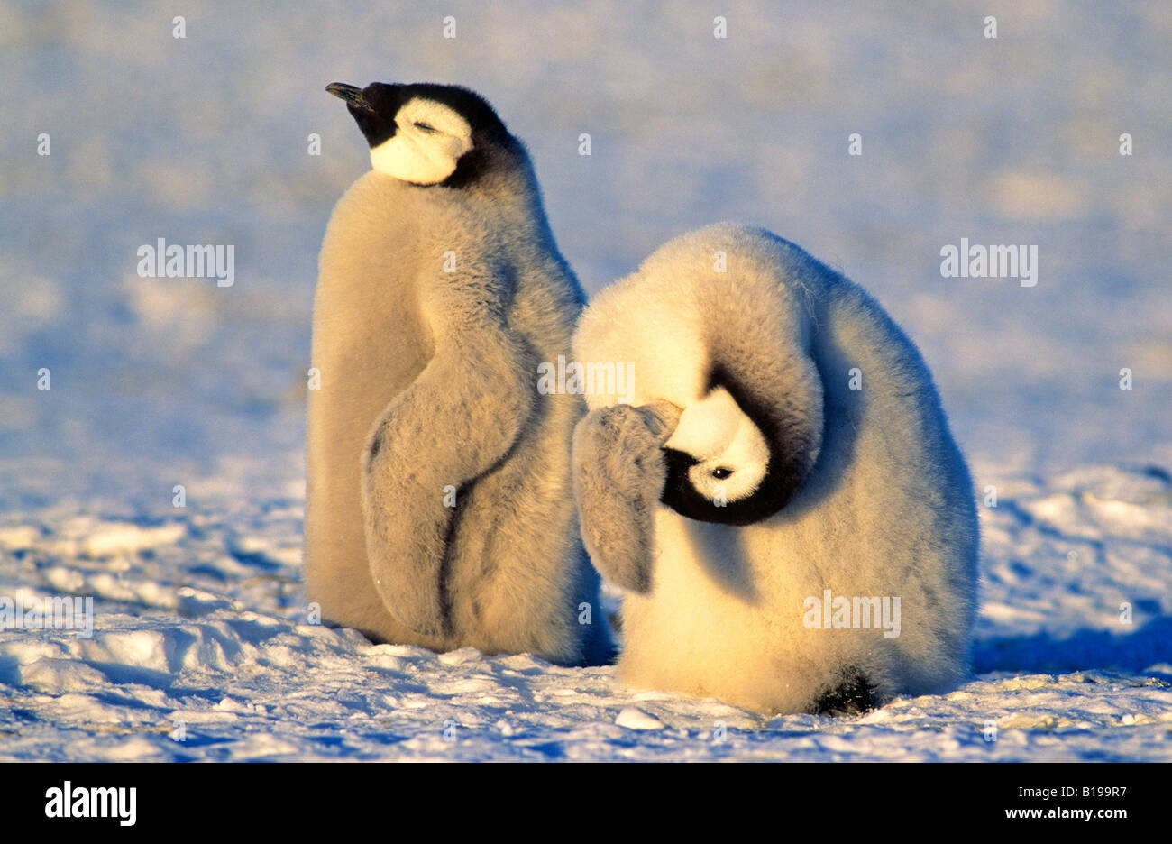 Atka bay hi-res stock photography and images - Alamy