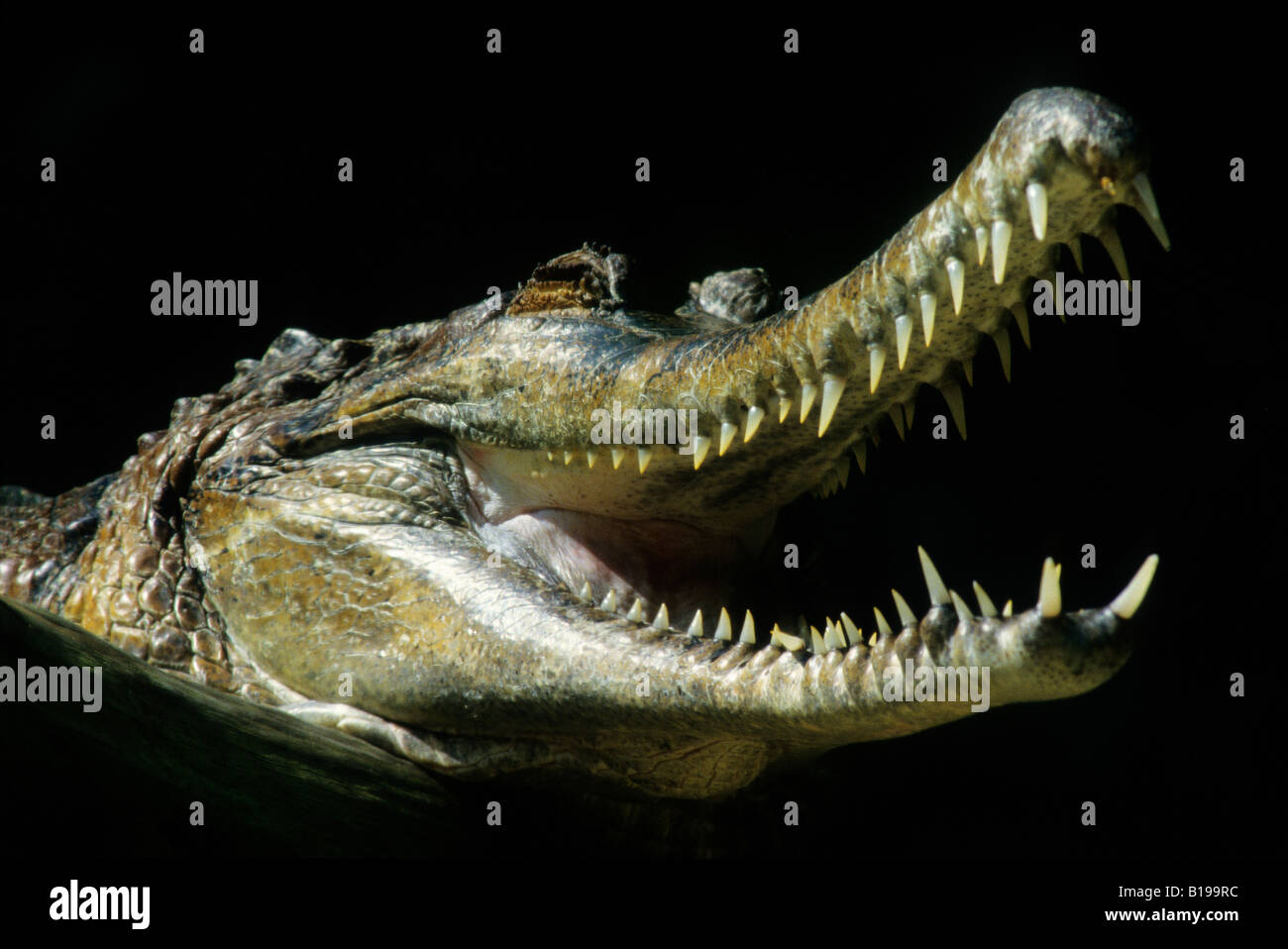 Basking false gharial tomistoma schlegeli hi-res stock photography and ...