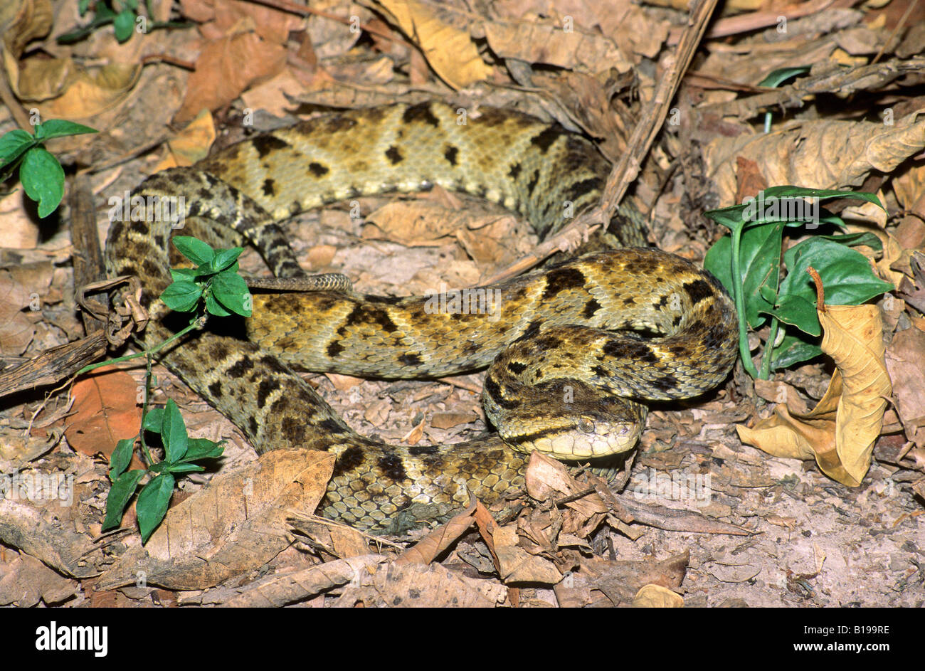 Adult fer-de-lance (Bothrops asper) resting in cryptic leaves on the ...