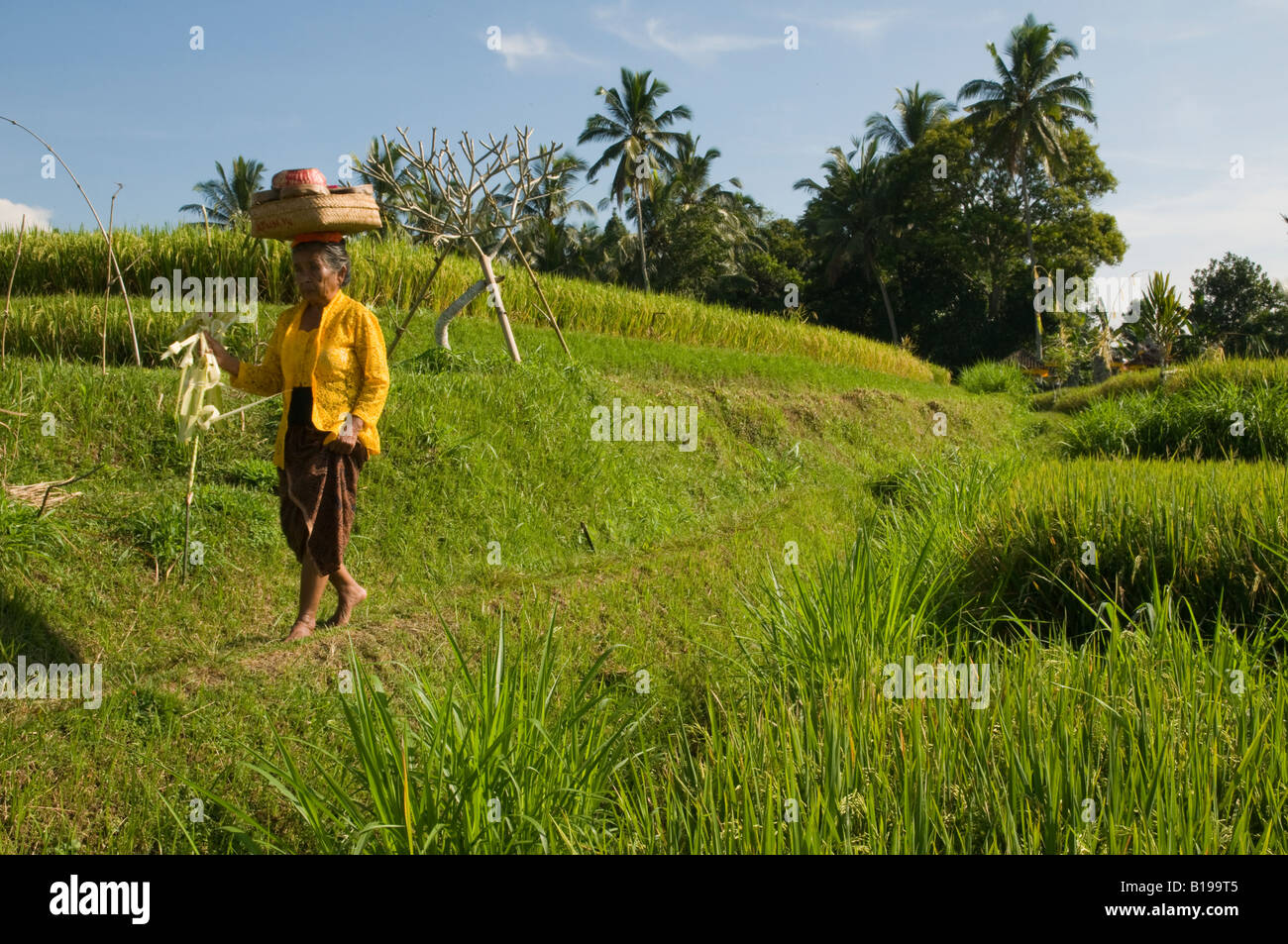 Indonesia Bali Island Ubud The town is located amongst rice paddies and ...