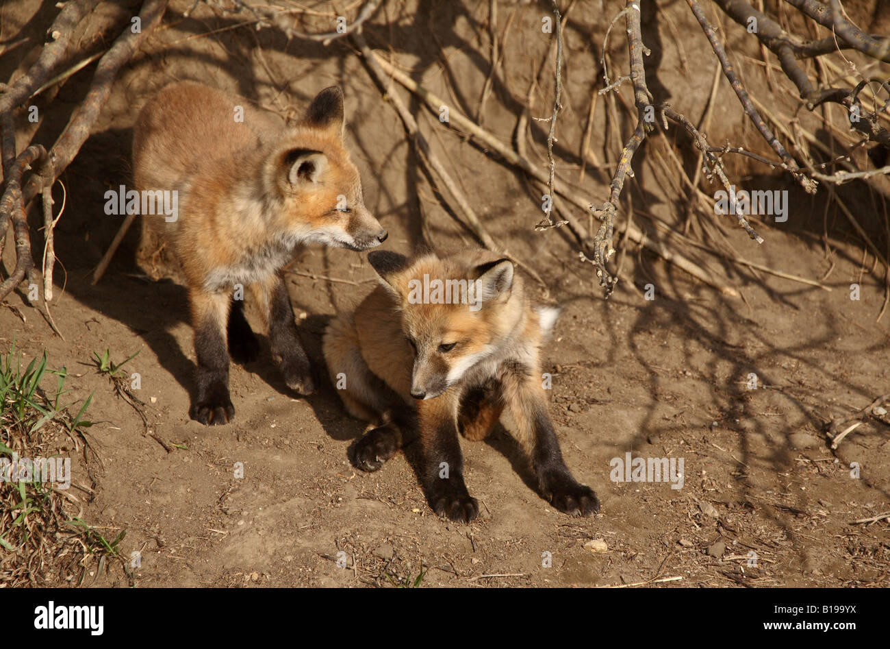 Red fox pups hi-res stock photography and images - Alamy