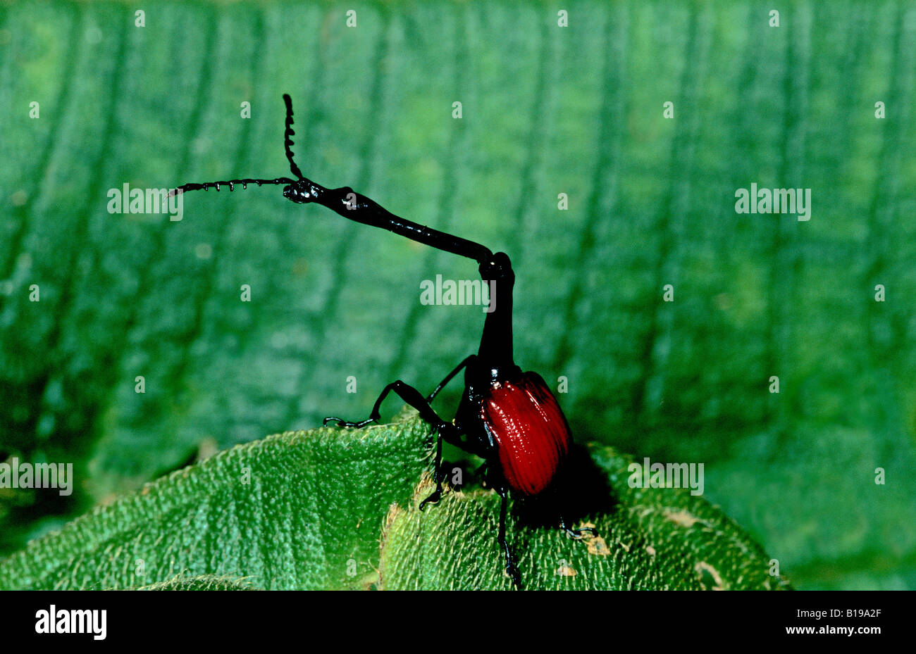 Male giraffe-necked weevil (Trachelophorus giraffa), Perinet National ...