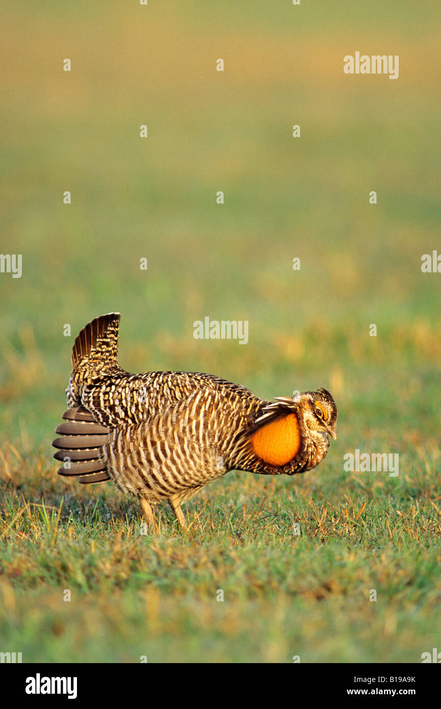 Baby Prairie Chicken